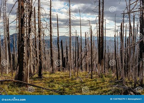 Field Of Burned Dead Conifer Trees With Hollow Branches In Beautiful Old Forest After