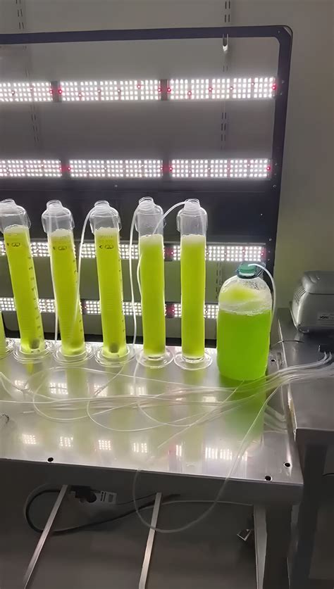 Microalgae Aquaculture Shrimp Shrimpfarming Sustainability Artemy Prokopenko 15 Comments