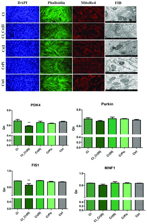 Representative Photographs Of Dapi Phalloidin And Mitored Staining