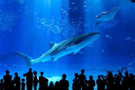 沖縄美ら海水族館の口コミ ｜水族館も満足でしたが、外にある｜アソビュー！