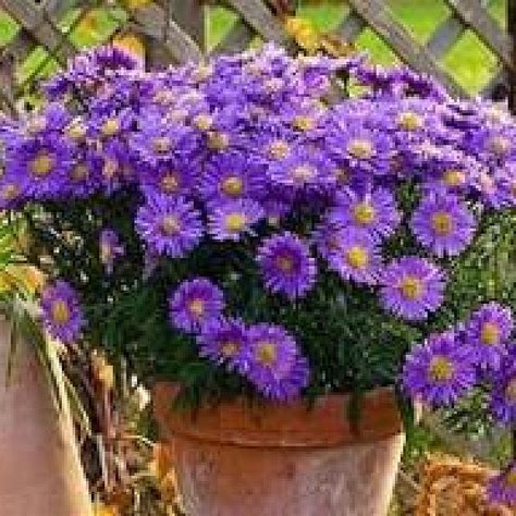 Aster Violet Plant Puspita Nursery