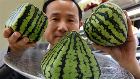 Square Watermelon More Than Useless