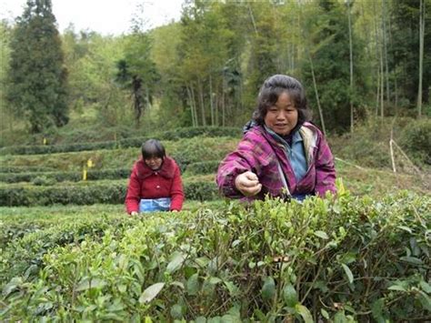 南嶽衡山首批春茶採摘忙 每日頭條