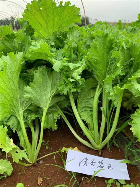 清香碧玉芥菜种子饺子馅刷火锅蔬菜种子农科院蔬菜种子味浓叶菜籽虎窝淘