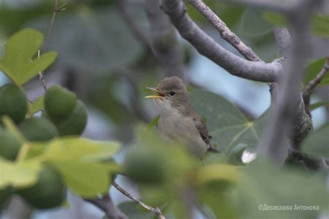 Olivaceous Warbler Атлас на гнездящите птици в България