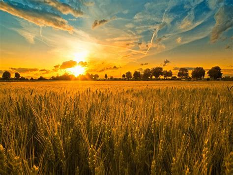 Поле, русское поле... (Field, Russian field ...) | Summer landscape ...