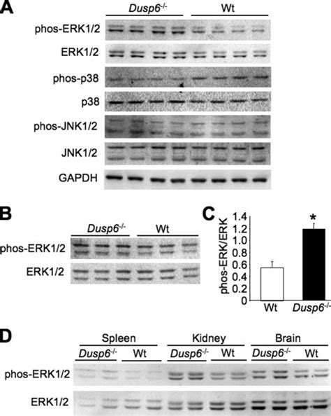 Deletion Of Dusp6 Augments Baseline Erk1 2 Phosphorylation A Western