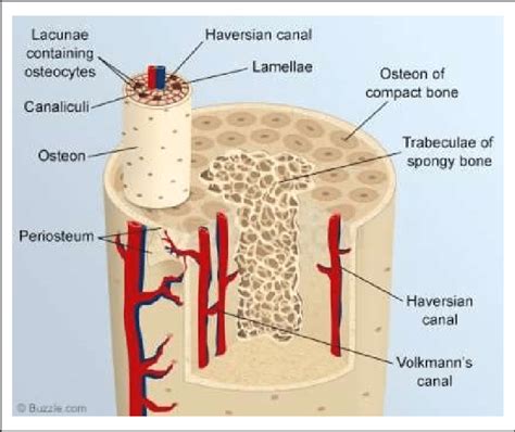 Cross Section Of A Bone Cells Are The Basic Entities That Keep The