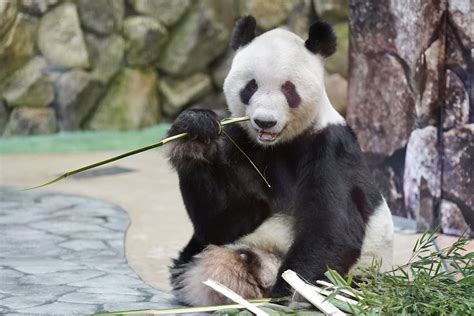 パンダ「永明」31歳の誕生日 和歌山と中国を繋いで「グローバル誕生祭」開催｜あとなびマガジン