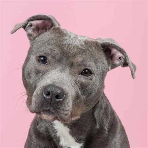 American Pit Bull Terrier Un Viaggio Nelle Origini Nelle