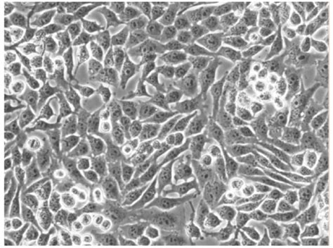 A Fluc Puro Reporter Gene Cell Line Imanis Life Sciences