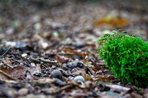 木の根枝緑の森でログのコケや木の幹のコケ緑の苔と木の樹皮選択と集中 イタリアのストックフォトや画像を多数ご用意 イタリア カラフル