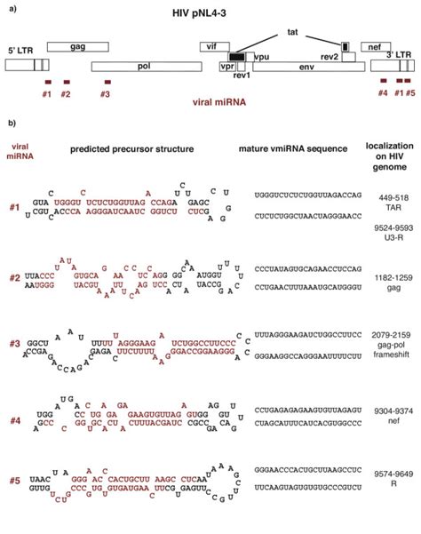 Sequences And Localization Of Hiv Encoded Mirna Candidates A Download Scientific Diagram