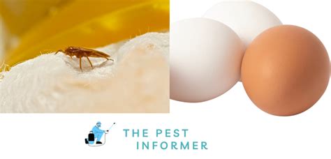 How Long Does It Take For Bed Bug Eggs To Hatch The Pest Informer