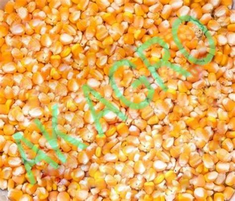 Organic Corn In Siwan ऑर्गेनिक मकई सिवान Latest Price And Mandi Rates