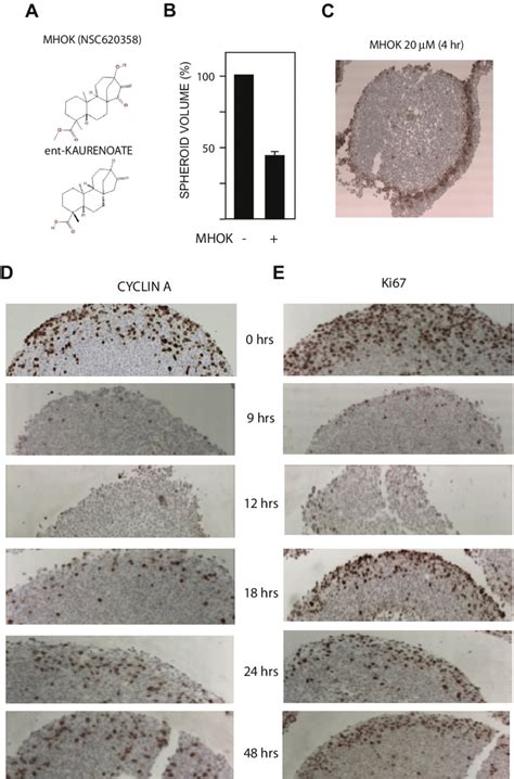 Effect Of The Ubiquitin Proteasome System Ups Inhibitor Download