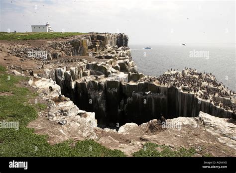 Breeding Seabirds On The Cliffs Of Inner Farne Farne Islands