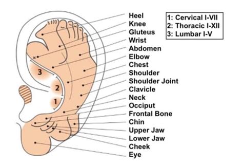 Anatomical Chart Acupuncture Ear Laminated Acupuncture Acupressure