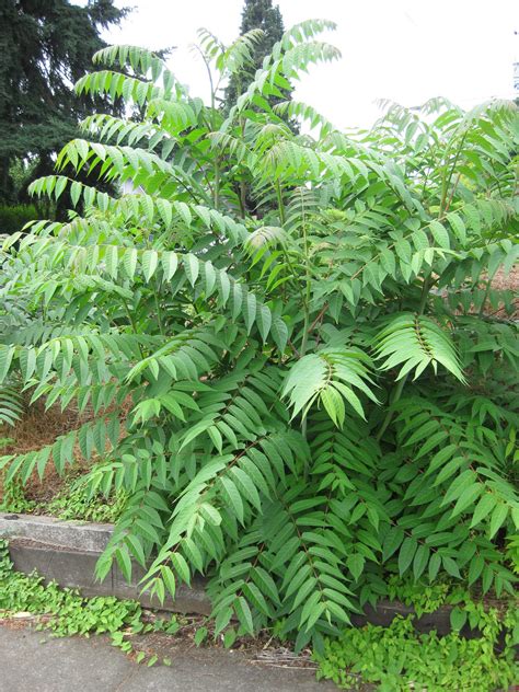 Invasive Tree Of Heaven Leaves Smell Like Rancid Peanuts Or Well Used Gym Socks OregonLive Com
