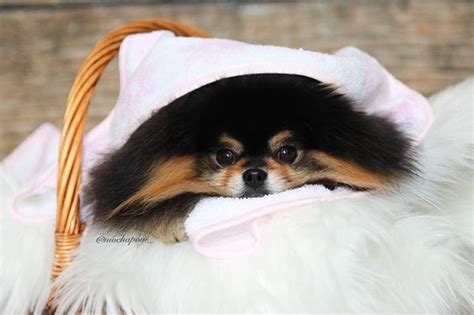 Mocha The Pomeranian Mochapom Instagram Photos And Videos