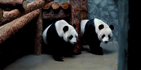 旅俄大熊猫“如意”“丁丁”完成首次“亲密接触”，园方期待“丁丁”怀孕，生下的大熊猫宝宝将送回中国
