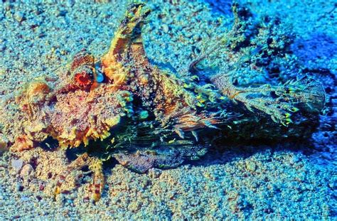 The Assassin Fish Filamented Devilfish Inimicus Filamentosus Photo