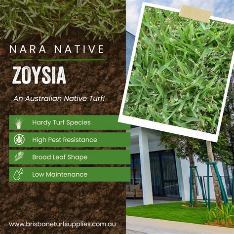 Brisbane Turf Nara Native Zoysia An Australian Native Facebook