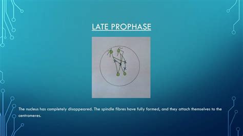 Ppt Mitosis Flip Book Powerpoint Presentation Free Download Id2014566