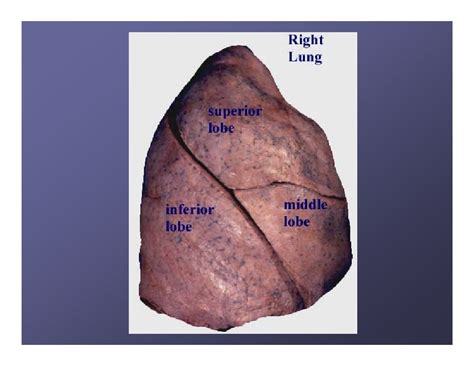 Gross Anatomy Of Lungs Anatomical Charts And Posters