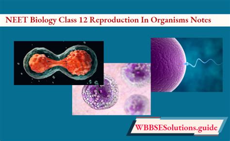 Neet Biology Class 12 Reproduction In Organisms Notes Wbbse Solutions