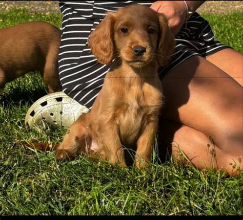 Beautiful Cockerpoo Cockapoo Puppies For Sale In Chelmsford Essex