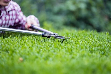 Trimming To Win Habits That Leaders Need To Quit Victoria