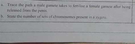 A Trace The Path A Male Gamete Takes To Fertilise A Female Gamete After