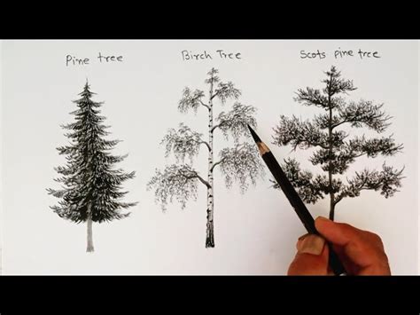 Easy Pencil Sketches Of Trees How To Draw Trees A Step By Step Guide