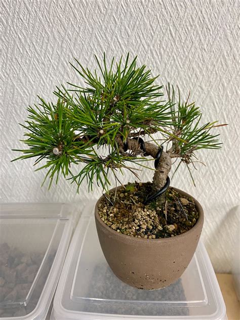 Bonsai