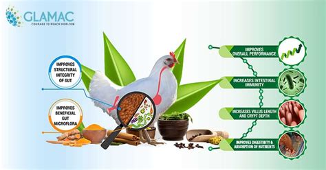 Can Phytogenic Feed Additives Replace Antibiotic Growth Promoters For