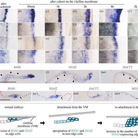 The Expression Of Markers Of Cell Polarity Pkcζ Rhoa And Rac1