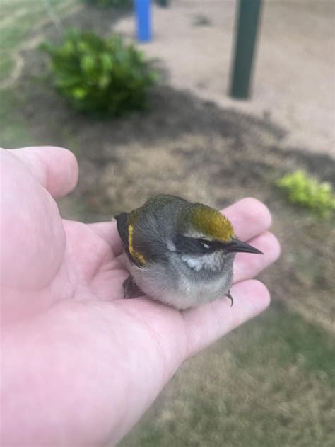 Emergency Warbler Hit Window At University R Whatisthisbird