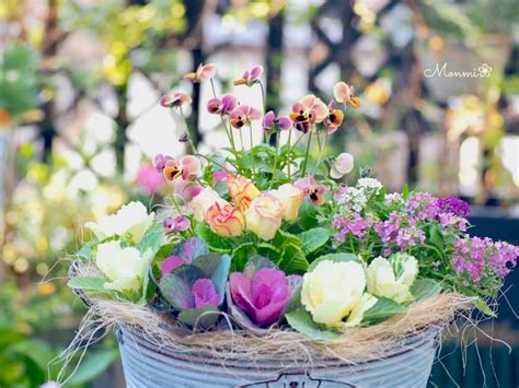 センスのいい寄せ植えをつくる4つのコツ花と鉢の組み合わせ方とはGreenSnapグリーンスナップ