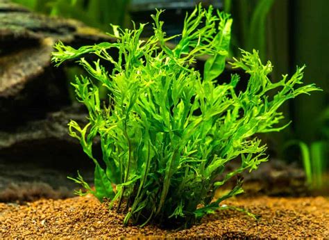 Best Aquarium Substrate Guide To Gravel Sand Soil And More Fish
