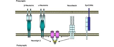 Cell Adhesion Molecules Detected At Inhibitory Synapses Neurexins Download Scientific Diagram