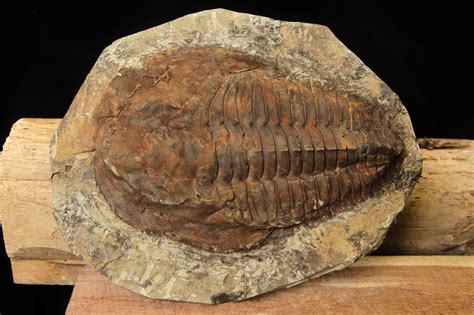 Trilobite Fossil Detailed Look Close Up Picture Prehi