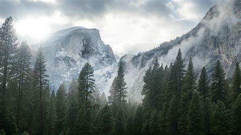 Mountain Trees Wallpapers Top Free Mountain Trees Backgrounds