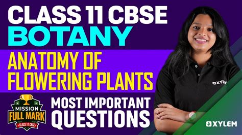 Class 11 Cbse Botany Anatomy Of Flowering Plants Most Important
