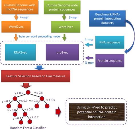 Learning Distributed Representations Of Rna And Protein Sequences And Its Application For