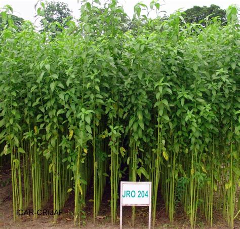 Amazing Health Benefits Of Jute Ewedu Leaf