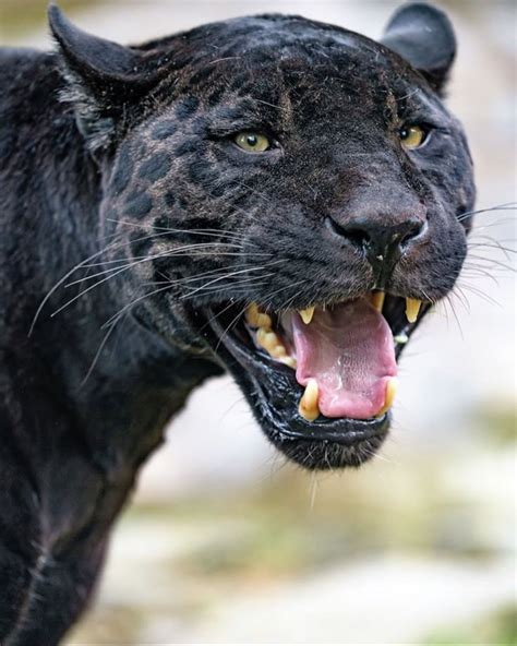 Black Leopard Teeth 4 Hundred Leopard Showing Teeth Royalty Free