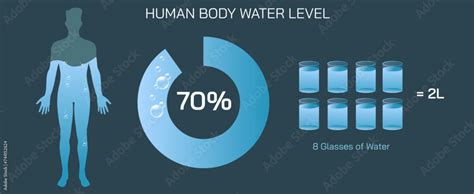 The Importance Of Hydration The Average And Ideal Water Level In Your