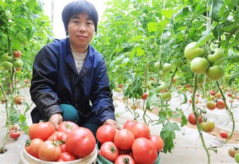 種番茄不得病害二十多畝番茄淨賺26萬元這是怎麼回事 每日頭條