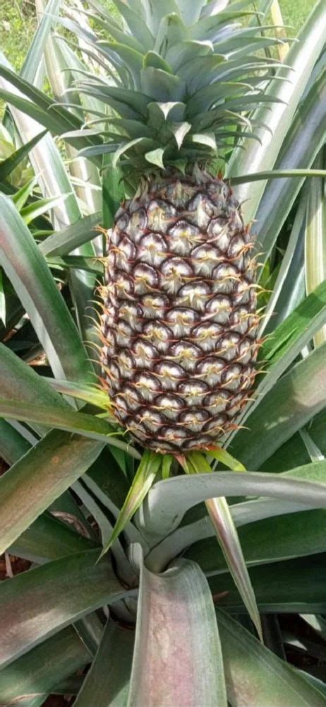Pineapple Fresh Fruit Average 125kg Packaging Size Open Truck